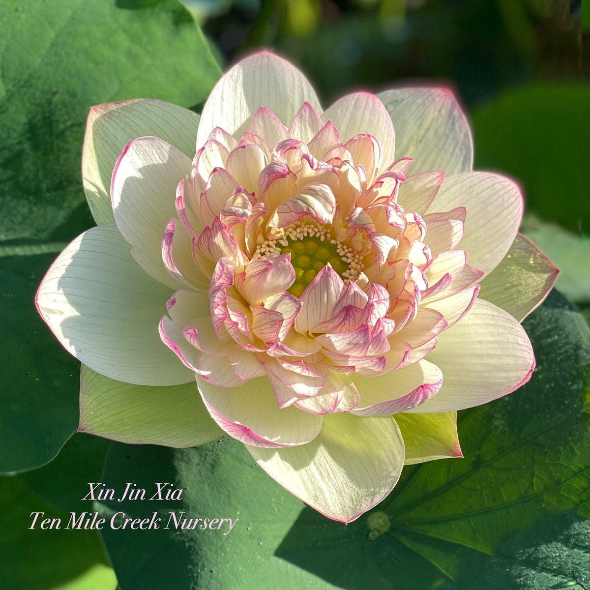 Xin Jin Xia | Beautiful Lotus Flower Collections – Ten Mile Creek Nursery